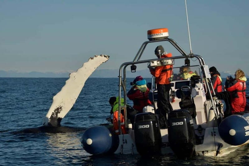Reykjavik: Whale and Puffin Watching RIB Boat Tour - FAQs