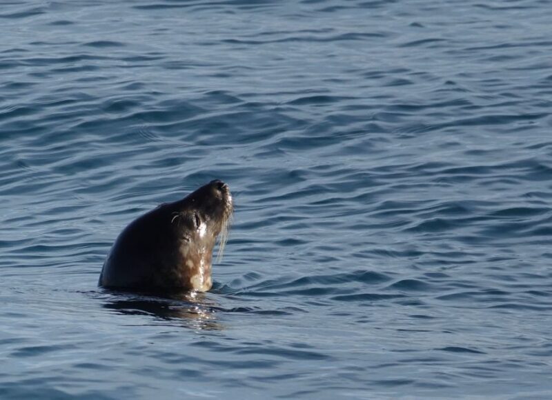 Reykjavik: Whale & Marine Adventure Tour - FAQ - Your Practical Questions Answered