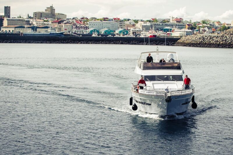 Reykjavik: Whale Watching and Dolphin Watching Yacht Cruise - An In-Depth Look at the Experience