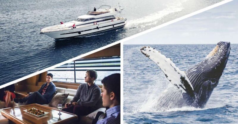 Reykjavik: Whale Watching and Dolphin Watching Yacht Cruise - The Sum Up