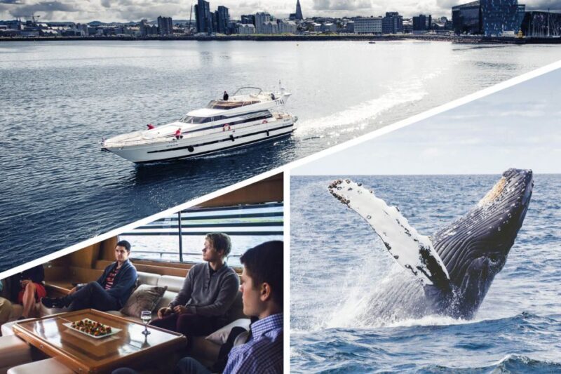 Reykjavik: Whale Watching and Dolphin Watching Yacht Cruise - Frequently Asked Questions