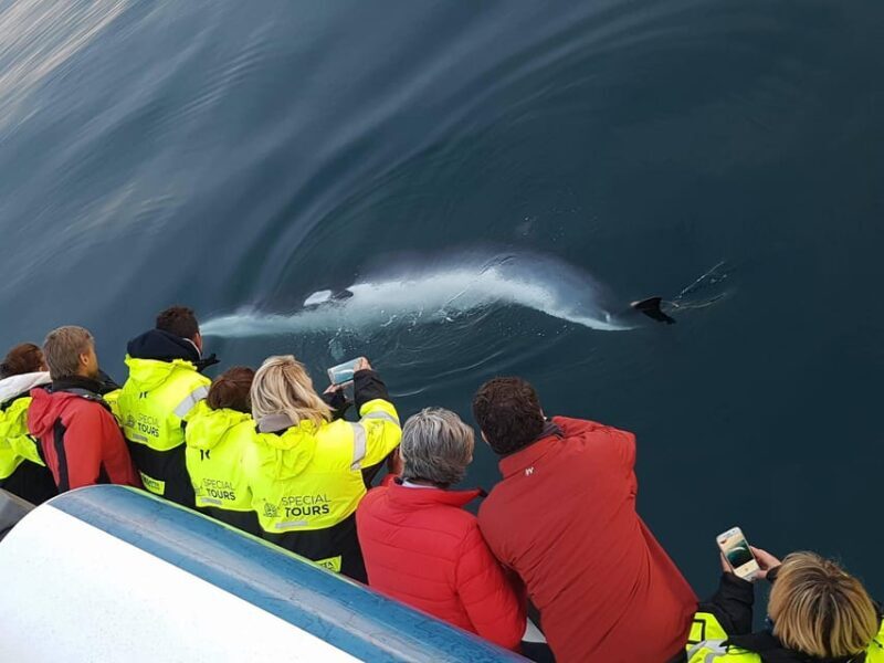 Reykjavík: Whale Watching and Food Lovers Combo - Introduction: A Dual Adventure in Reykjavík