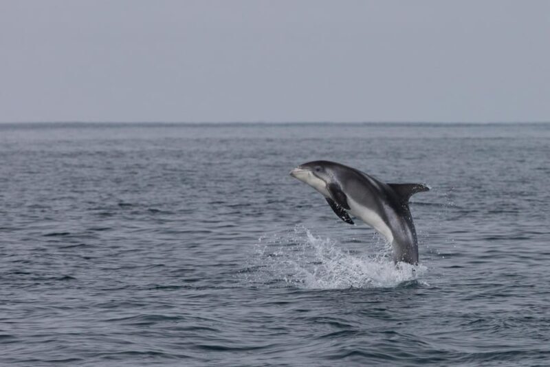 Reykjavík: Whale Watching and Food Lovers Combo - Why This Tour Offers Good Value