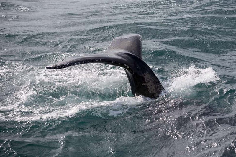Reykjavik: Whale Watching and Lava Tunnel Combo Tour - The Sum Up