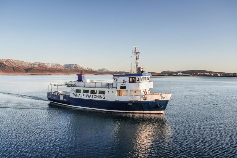 Reykjavík: Whale Watching and Marine Life Cruise - Key Points