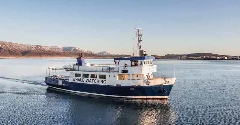 Reykjavík: Whale Watching and Marine Life Cruise - A Detailed Look at the Whale Watching Experience