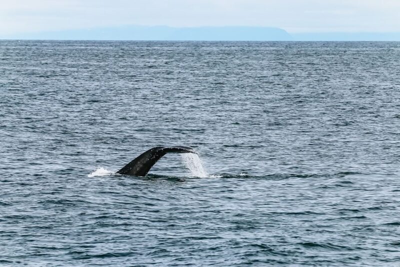 Reykjavík: Whale Watching and Marine Life Cruise - Frequently Asked Questions