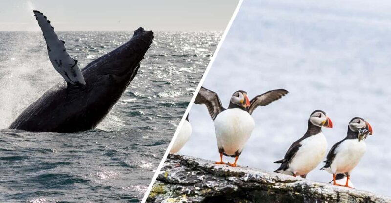 Reykjavik: Whale Watching and Puffin Excursion - An Overview of the Tour Experience