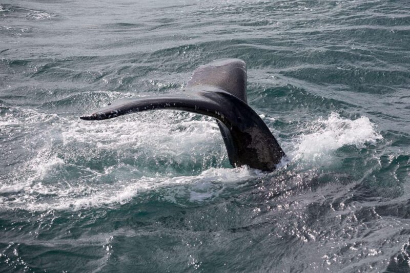 Reykjavik: Whale Watching and Puffin Excursion - Authentic Encounters and Authenticity