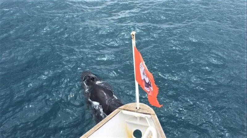 Reykjavik: Whale Watching and Puffin Excursion - What You Need to Know Before Booking