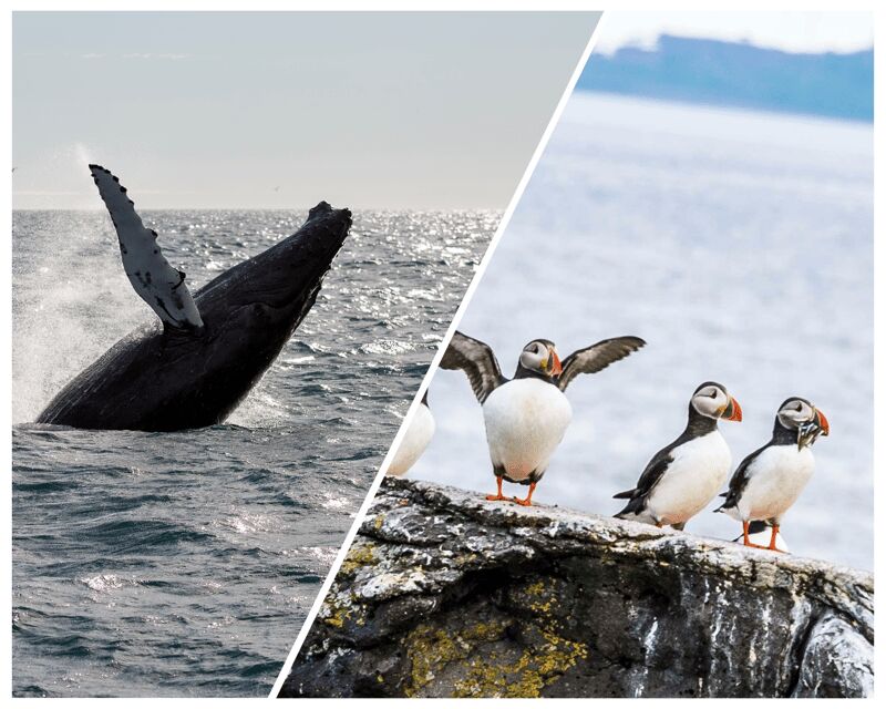 Reykjavik: Whale Watching and Puffin Excursion - Authentic Encounters in Iceland’s Stunning Setting