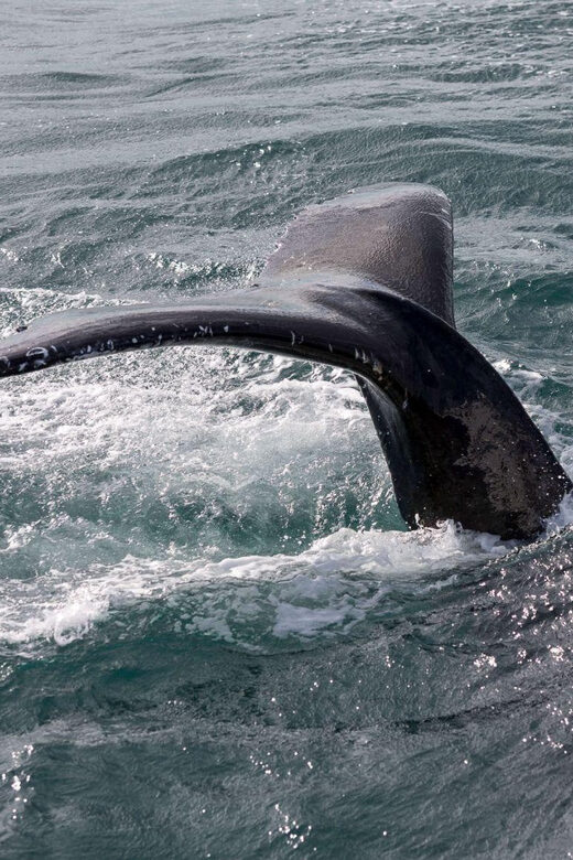 Reykjavik: Whale Watching and Puffin Excursion - Final Thoughts