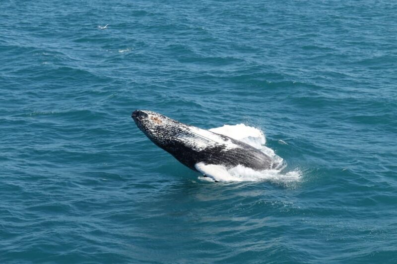 Reykjavik: Whale Watching and Puffin Excursion - FAQ: Your Questions Answered