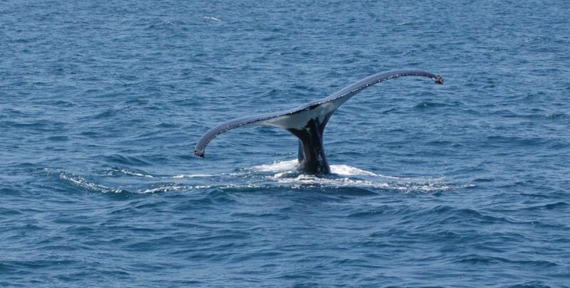 Reykjavik: Whale Watching by RIB Speedboat - FAQ: Your Questions Answered