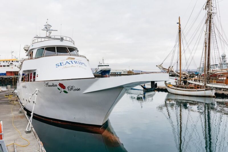 Reykjavík: Whale Watching Cruise on the Amelia Rose Yacht - Introduction: A Smooth, Scenic Marine Adventure