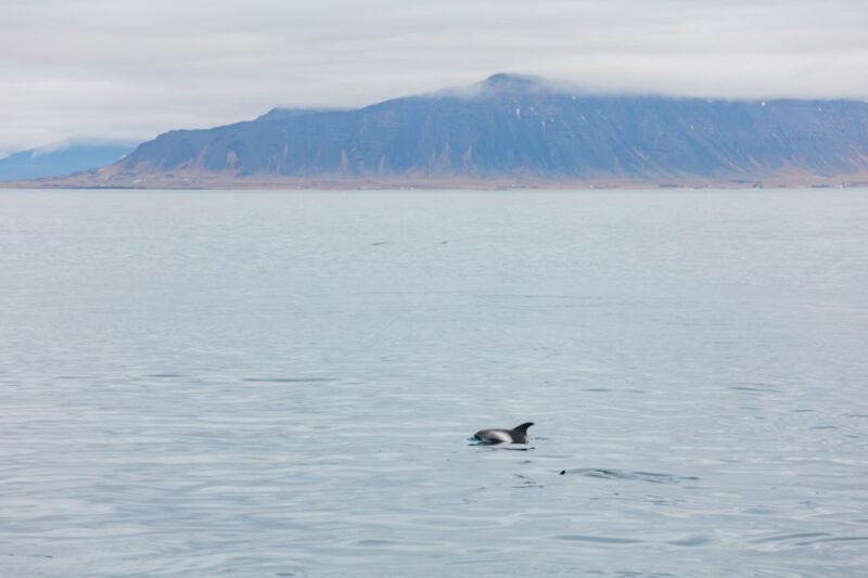 Reykjavík: Whale Watching Cruise on the Amelia Rose Yacht - The Experience on Board