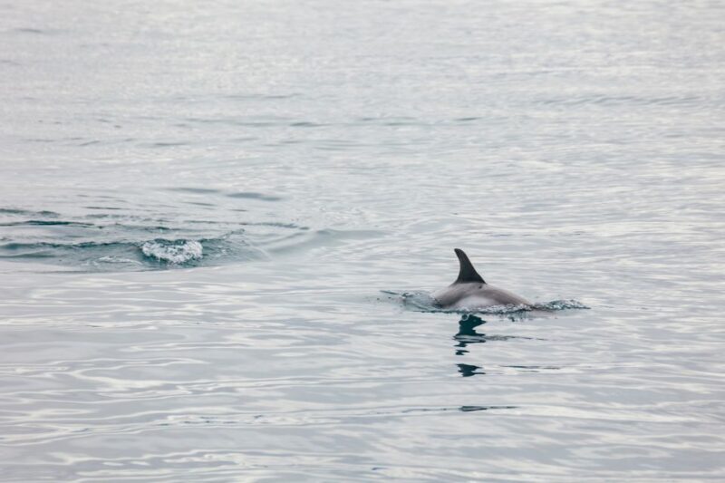 Reykjavík: Whale Watching Cruise on the Amelia Rose Yacht - Who Will Love This Tour?