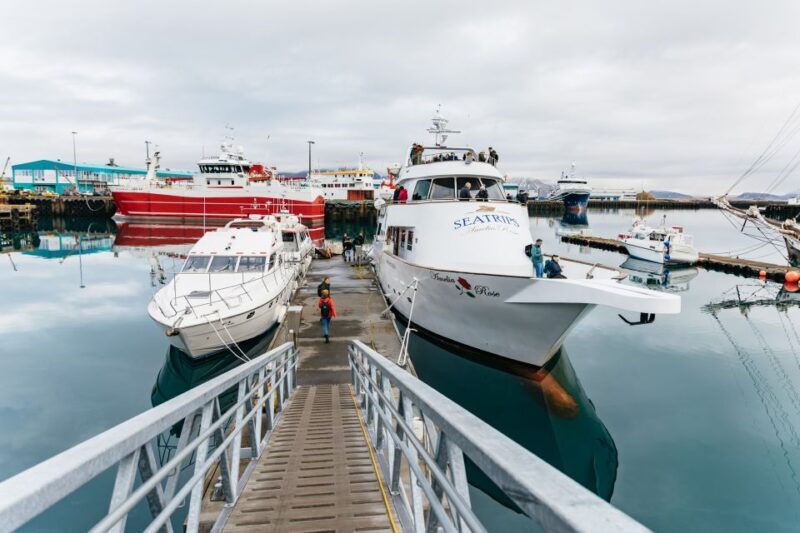 Reykjavík: Whale Watching Cruise on the Amelia Rose Yacht - Frequently Asked Questions