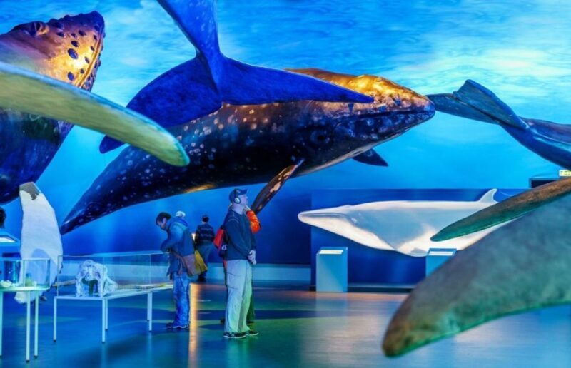 Reykjavik: Whale Watching Excursion & Whale Exhibition - Key Points