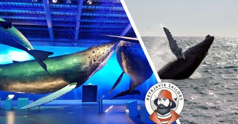 Reykjavik: Whale Watching Excursion & Whale Exhibition - The Experience in Detail
