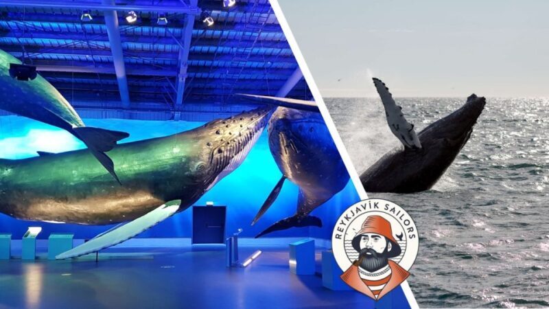 Reykjavik: Whale Watching Excursion & Whale Exhibition - Who Should Consider This Tour?