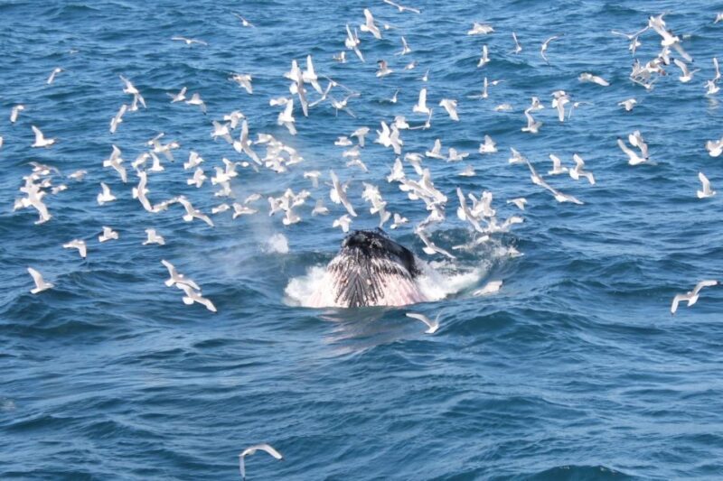 Reykjavik: Whale Watching Excursion & Whale Exhibition - Frequently Asked Questions