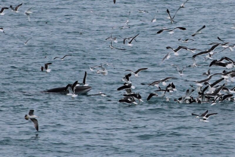 Reykjavik: Whale Watching Excursion & Whale Exhibition - Final Thoughts