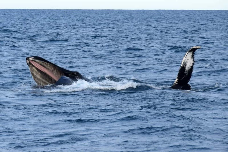Reykjavik: Whale Watching Express - Key Points