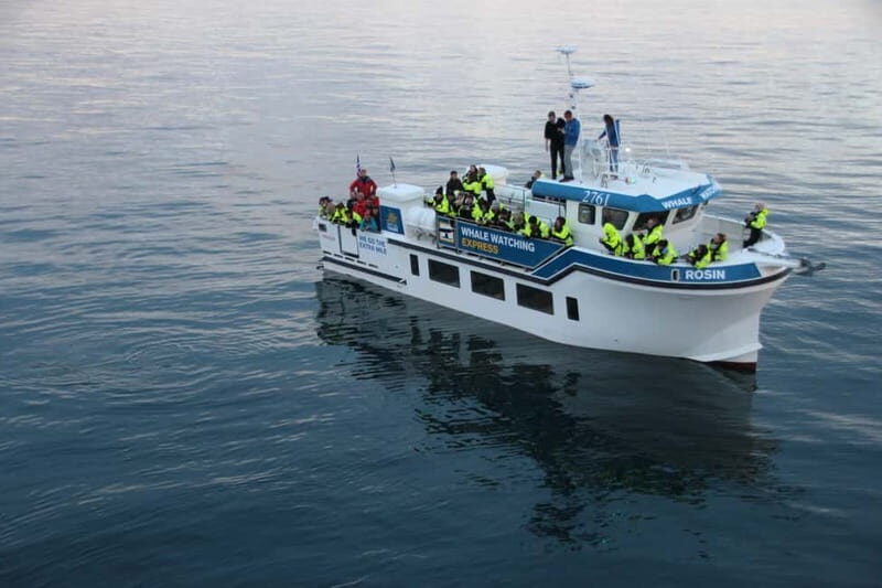 Reykjavik: Whale Watching Express - A Quick and Efficient Journey to Marine Life