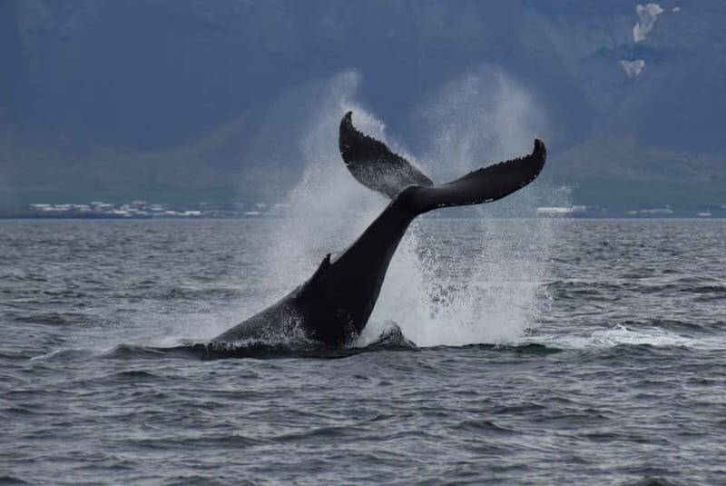 Reykjavik: Whale Watching Express - The Guides: Passionate and Knowledgeable