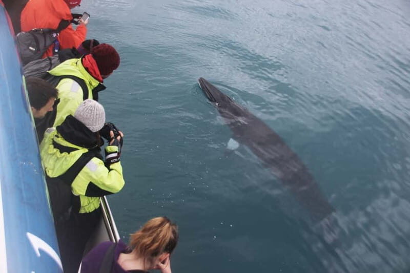 Reykjavik: Whale Watching Express - Wildlife Encounters: Hope, Not Guarantee