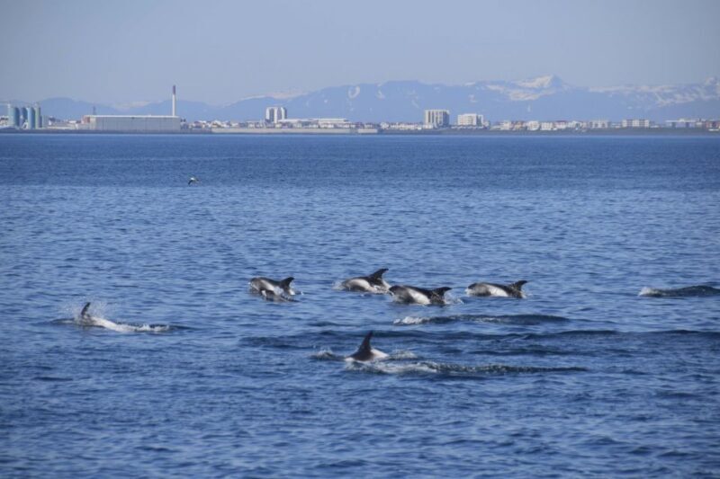 Reykjavik: Whale Watching Express - The Itinerary in Detail