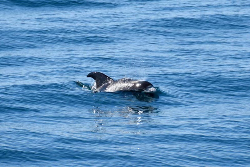 Reykjavik: Whale Watching Express - Comfort and Safety at Sea