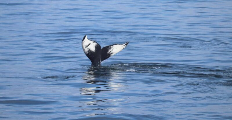 Reykjavik: Whale Watching Morning Expedition - Key Points