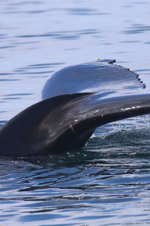 Reykjavik: Whale Watching Morning Expedition - An Honest Look at the Experience