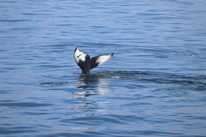 Reykjavik: Whale Watching Morning Expedition - What Guests Say