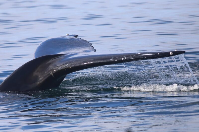 Reykjavik: Whale Watching Morning Expedition - Practical Details