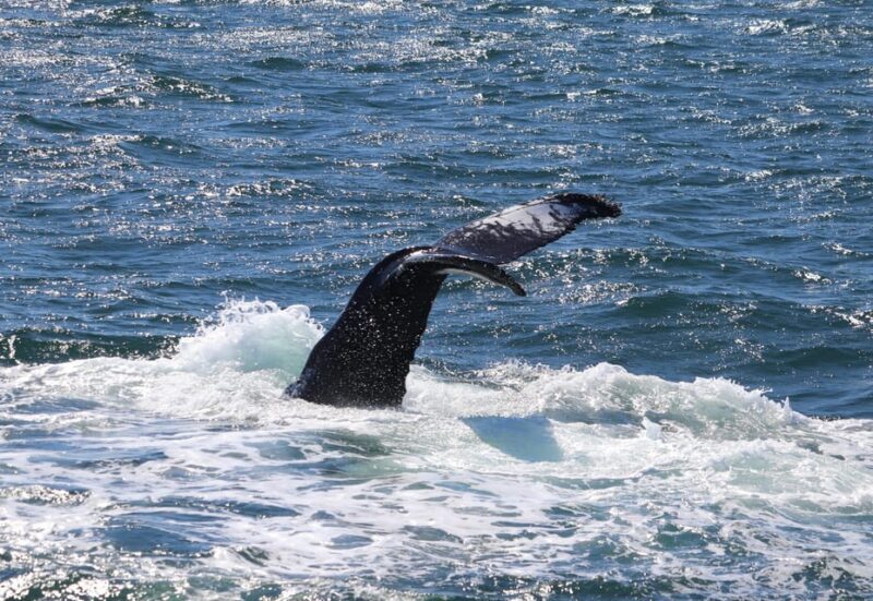 Reykjavik: Whale Watching Morning Expedition - The Sum Up