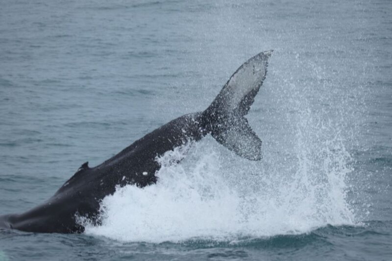 Reykjavik: Whale Watching & Northern Lights Combo Cruise - An Honest Look at the Experience