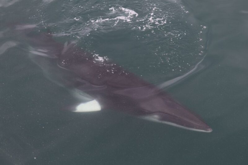 Reykjavik: Whale Watching Tour by RIB Boat - A Thrilling Ride with a Purpose