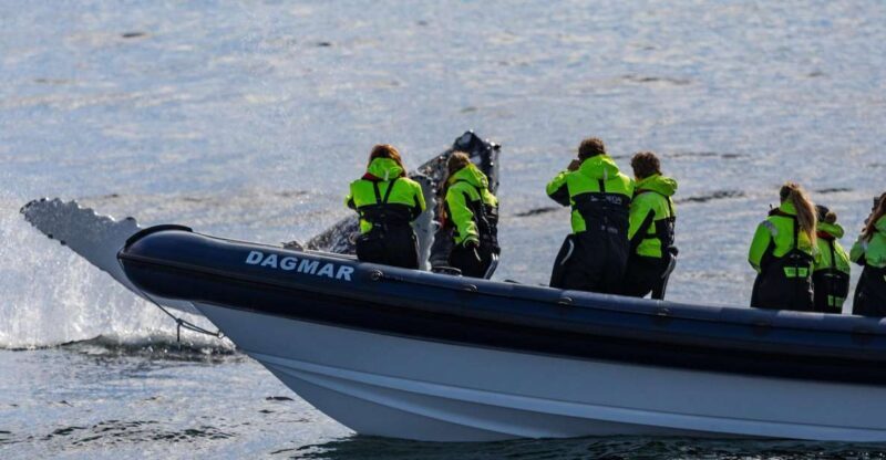 Reykjavik: Whale Watching Tour by RIB Boat - Post-Trip Insights