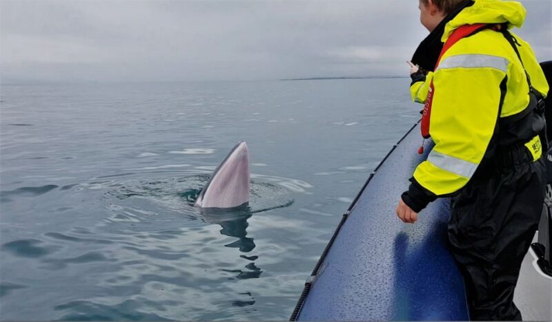 Reykjavik: Whale Watching Tour by RIB Boat - Practical Tips for Travelers