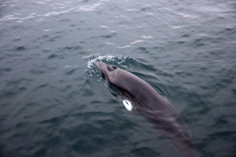Reykjavik: Whale Watching Tour by RIB Boat - The Experience in a Nutshell