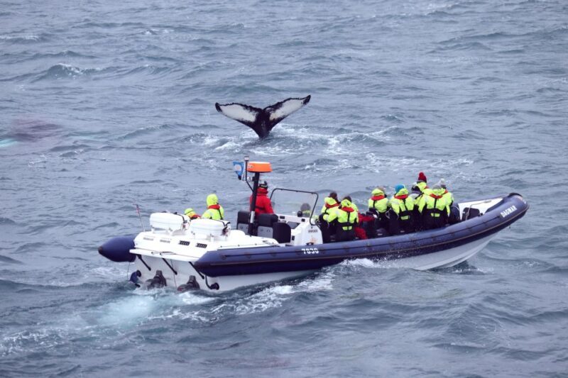 Reykjavik: Whale Watching Tour by RIB Boat - Who Should Consider This Tour?