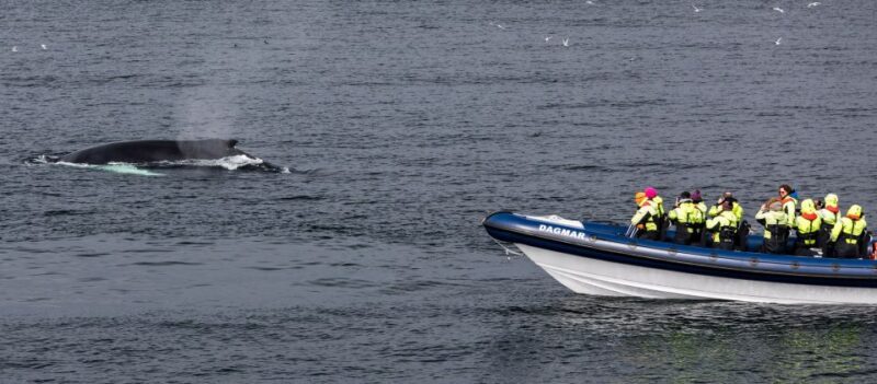 Reykjavik: Whale Watching Tour by RIB Boat - Final Thoughts