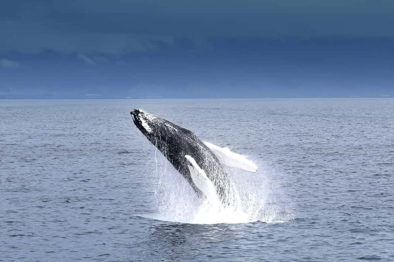 Reykjavik: Whale Watching Tour with Expert Guide - A Deep Dive into the Whale Watching Experience