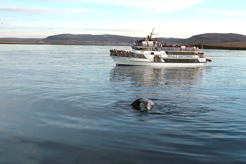Reykjavik: Whale Watching Tour with Expert Guide - FAQ: Your Whale Watching Questions Answered