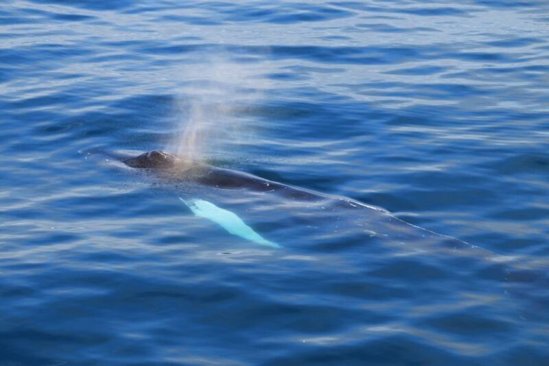 Reykjavik: Whale Watching Tour with Express Option - Key Points