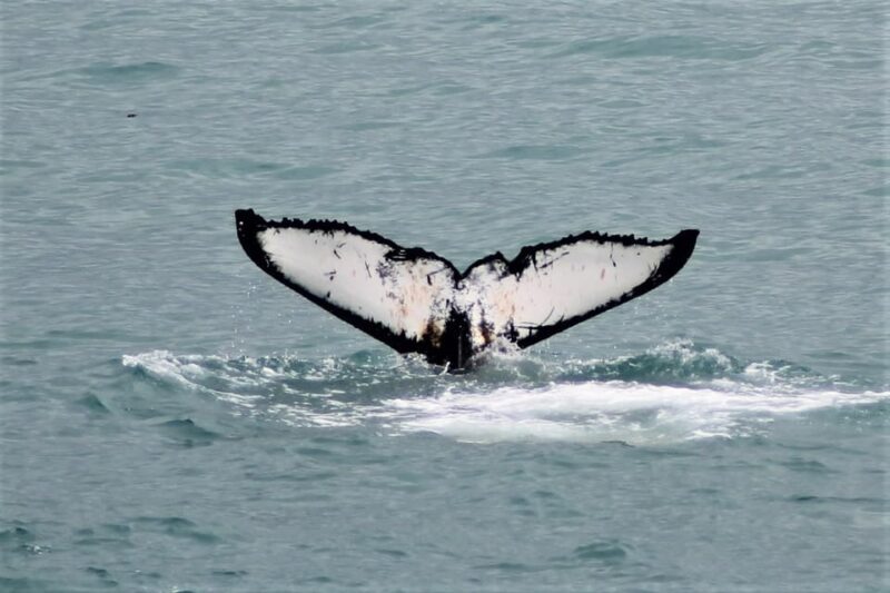 Reykjavik: Whale Watching Tour with Express Option - An Efficient Way to Encounter Iceland’s Marine Wonders