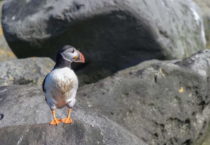 Reykjavik: Whales and Puffins Express Cruise Combo Tour - Key Points